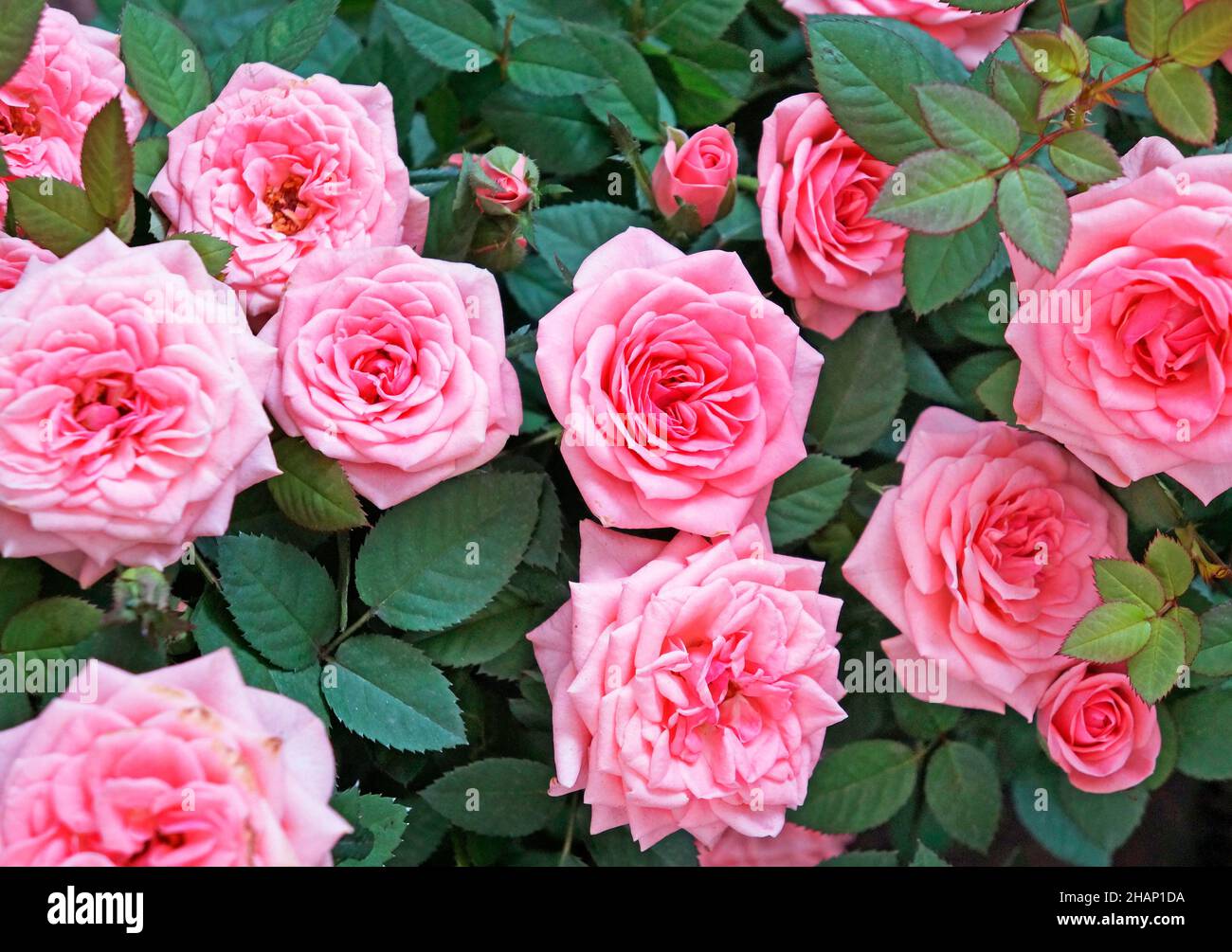 Pretty in pink roses hi-res stock photography and images - Alamy