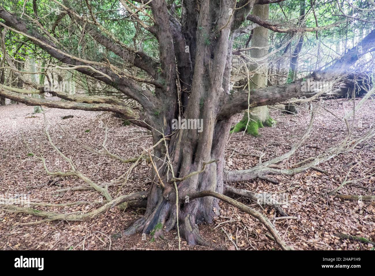 Kingley Vale, Kingley Vale National Nature Reserve, a grove of ancient ...