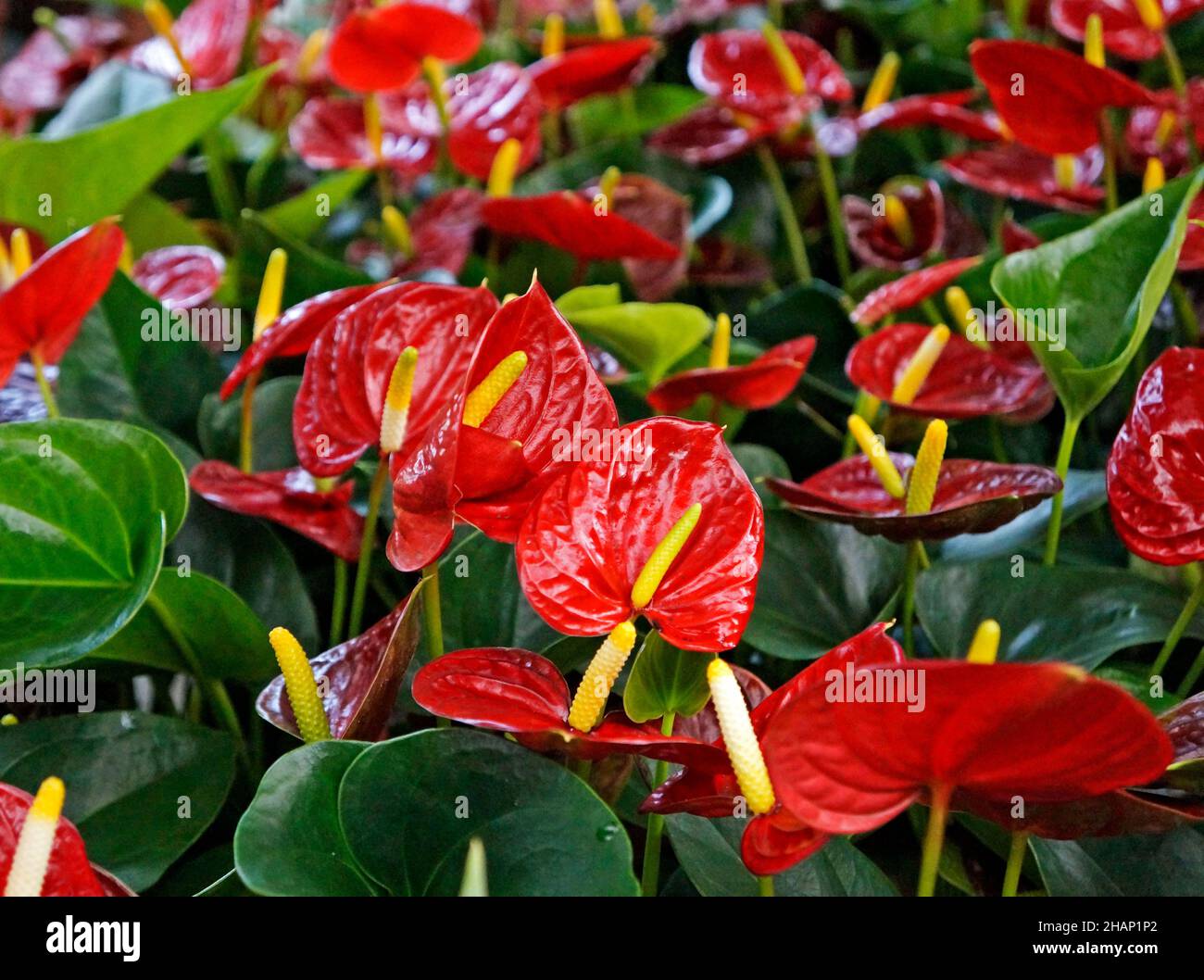 Red flamingo flower (Anthurium andraeanum Stock Photo - Alamy