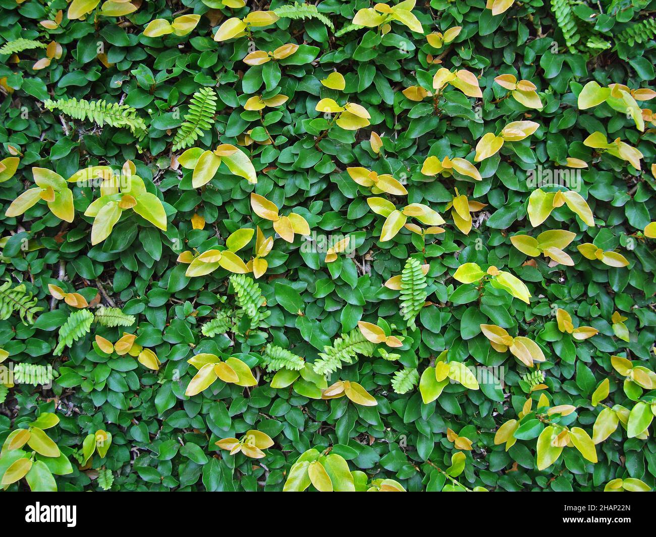 Creeping fig or climbing fig (Ficus pumila Stock Photo - Alamy