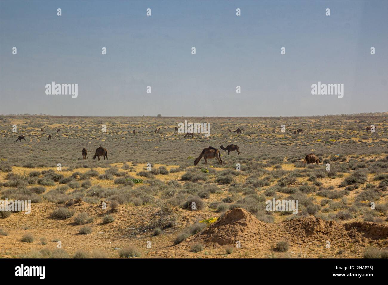Camelsat Karakum desert in Turkmenistan Stock Photo - Alamy