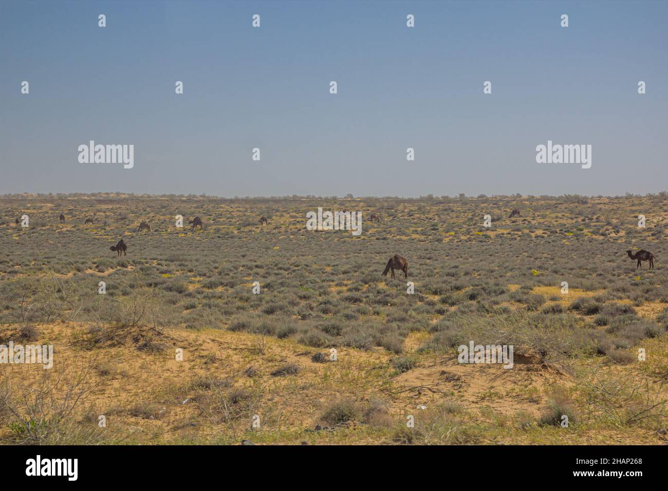 Camelsat Karakum desert in Turkmenistan Stock Photo - Alamy