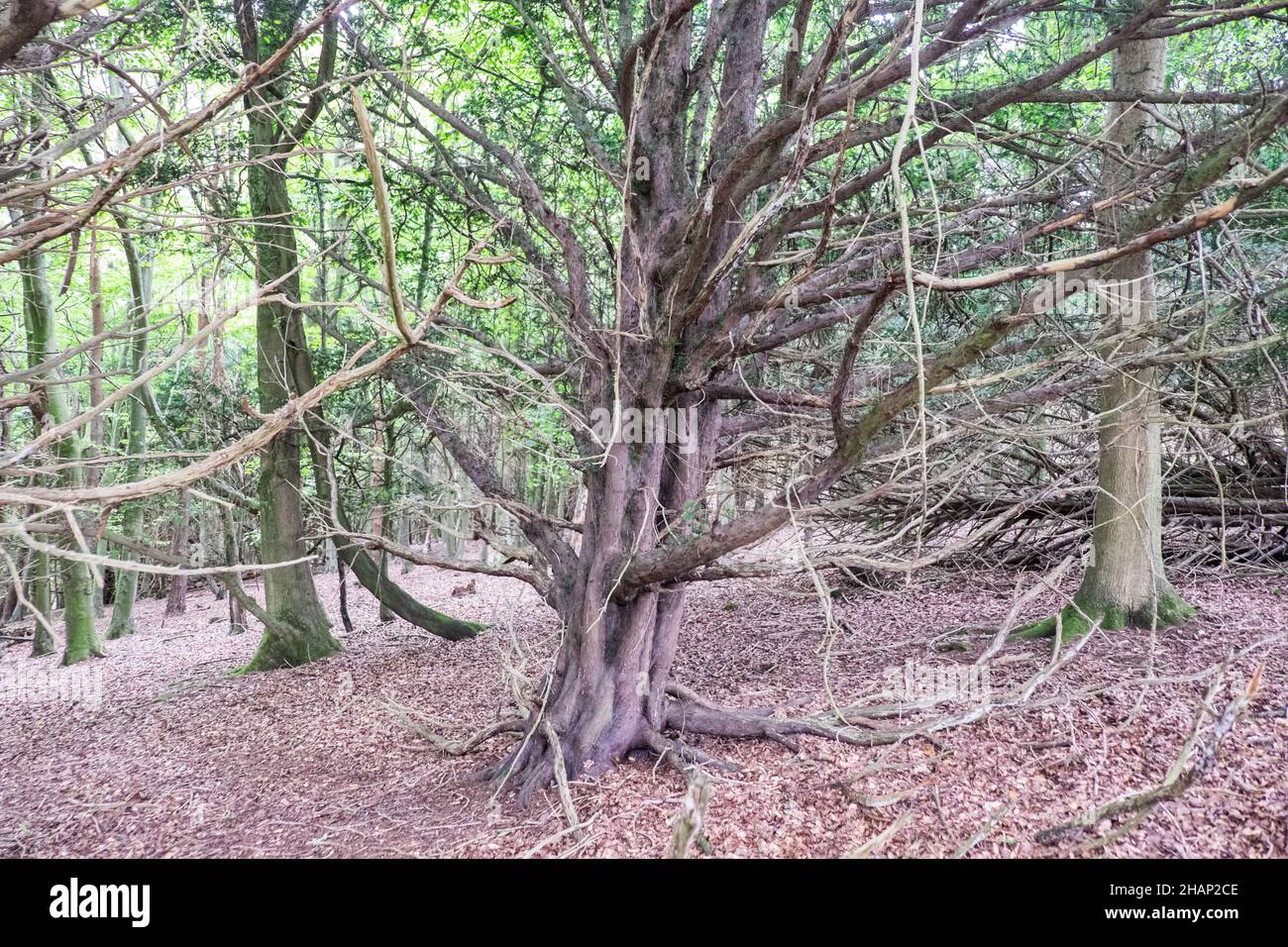 Kingley Vale, Kingley Vale National Nature Reserve, a grove of ancient ...
