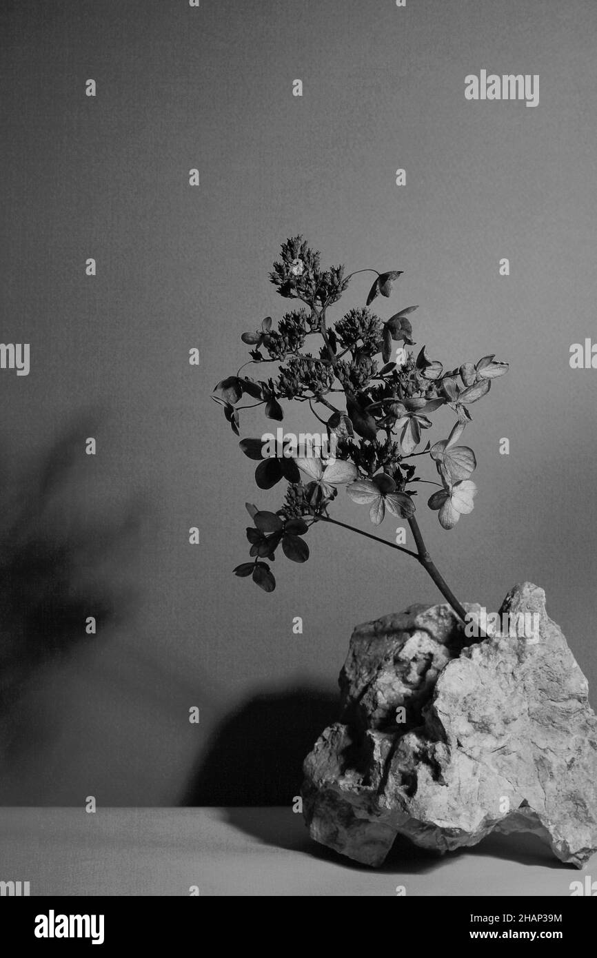 Calmness focus Black and White Stock Photos & Images - Alamy