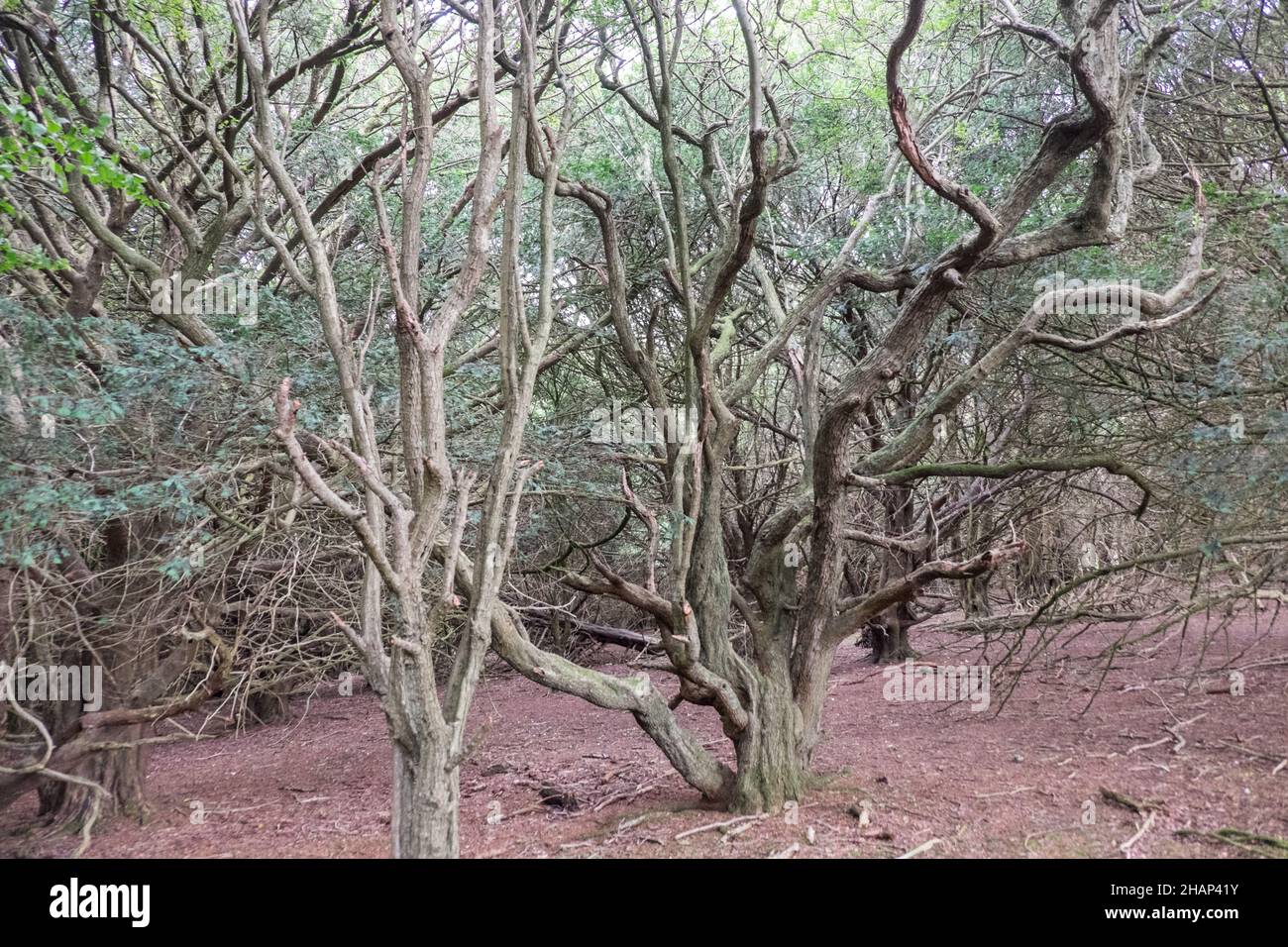 Kingley Vale, Kingley Vale National Nature Reserve, a grove of ancient ...