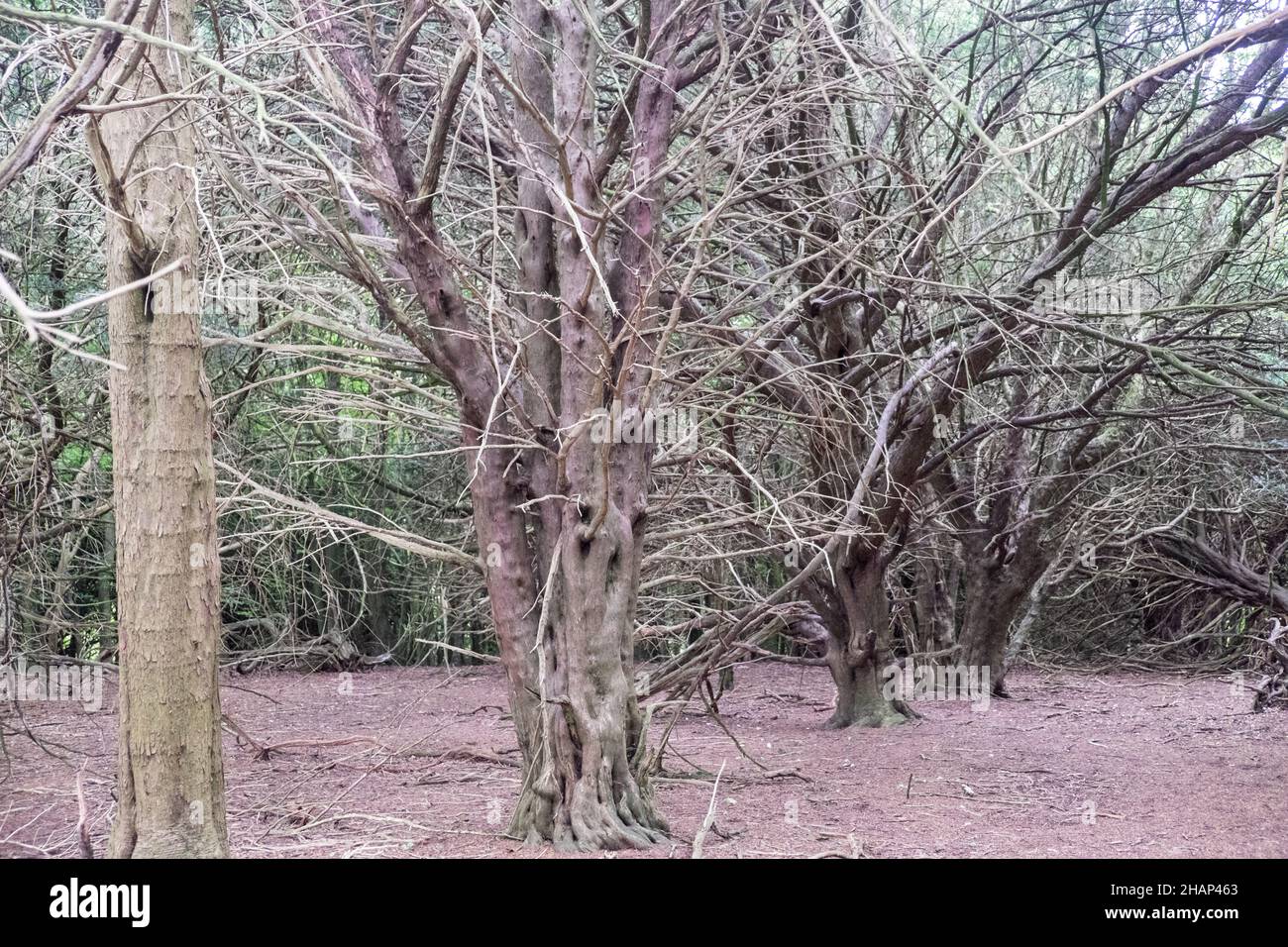 Kingley Vale, Kingley Vale National Nature Reserve, a grove of ancient ...