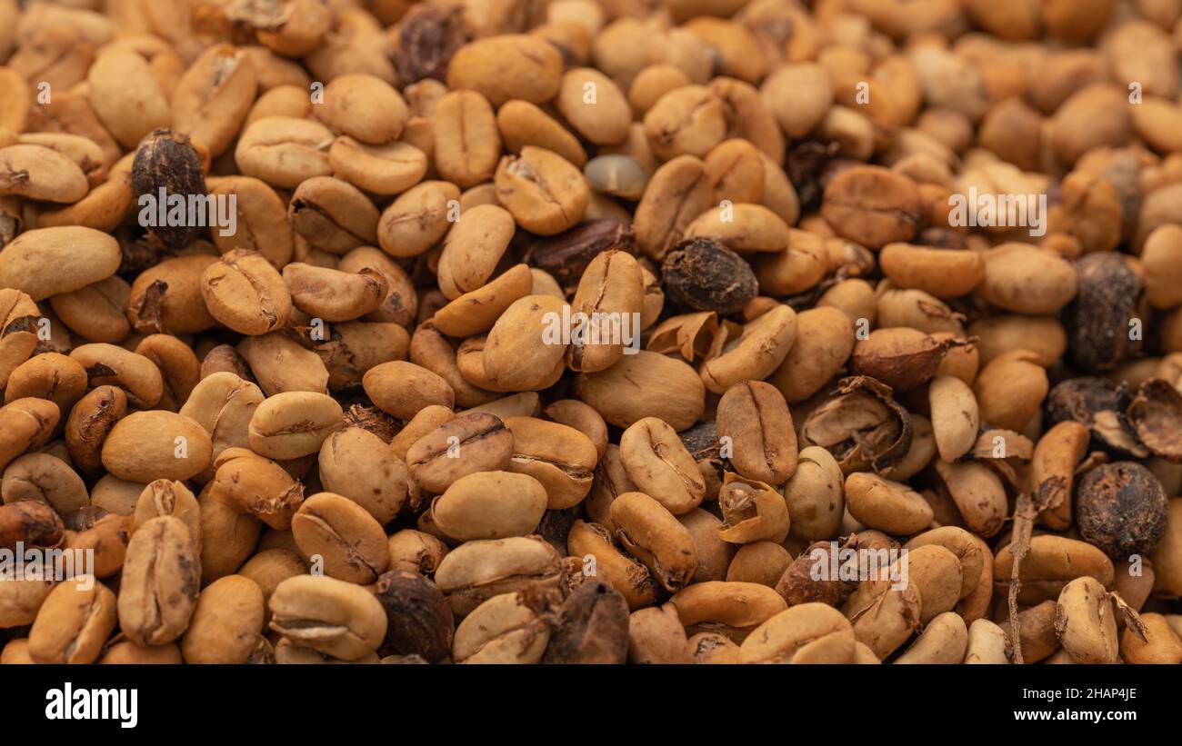 Organic drying coffee closeup beans textured. Dry grain production ...