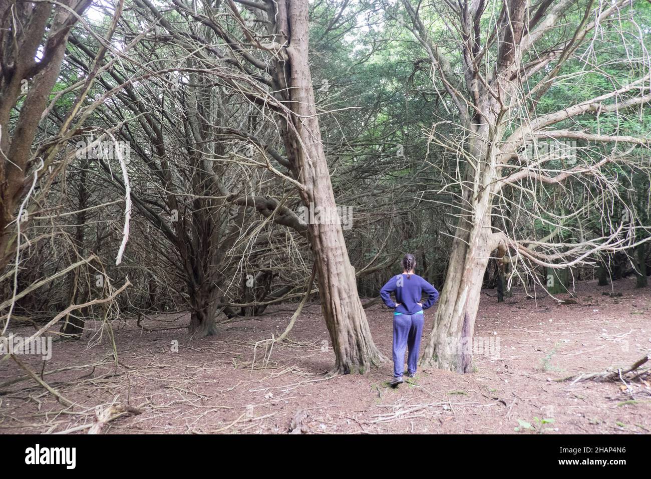 Kingley Vale, Kingley Vale National Nature Reserve, a grove of ancient ...