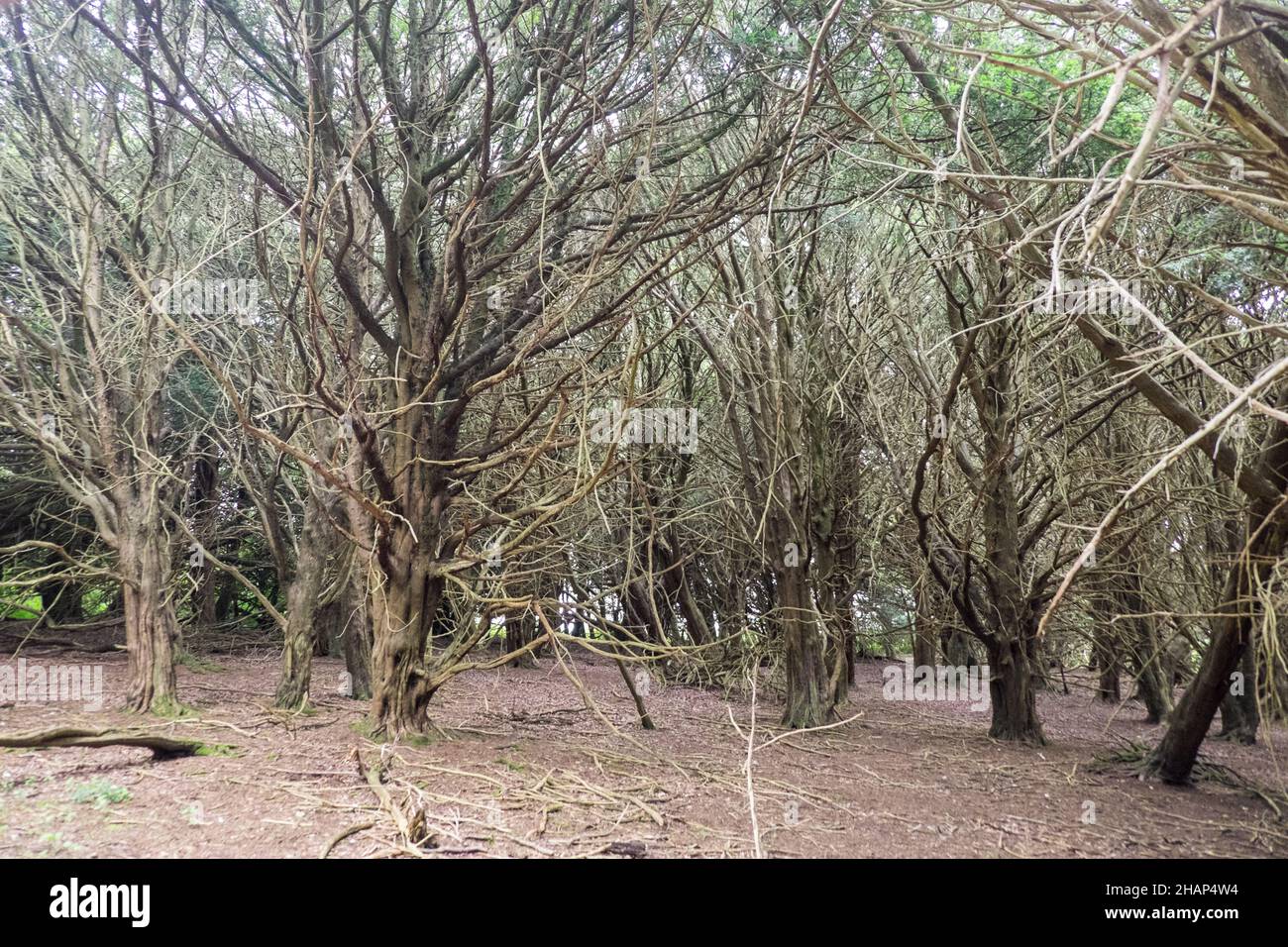Kingley Vale, Kingley Vale National Nature Reserve, a grove of ancient ...