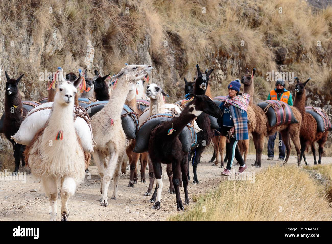 Muleteers and group of llamas (domestic form of Lama guanicoe), an ...