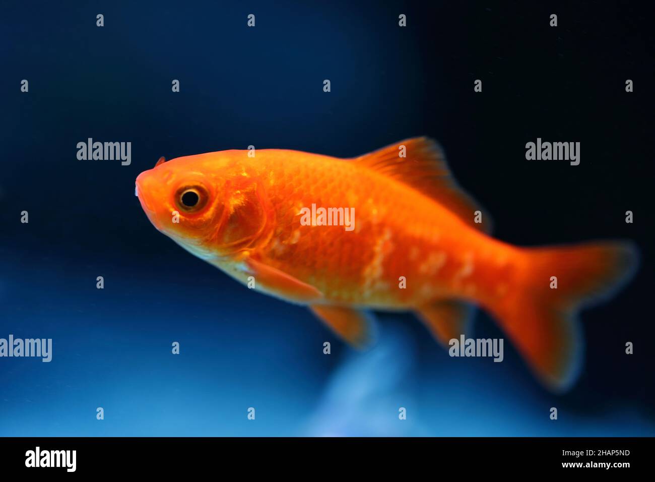 Goldfisch / Goldfish / Carassius auratus Stock Photo - Alamy