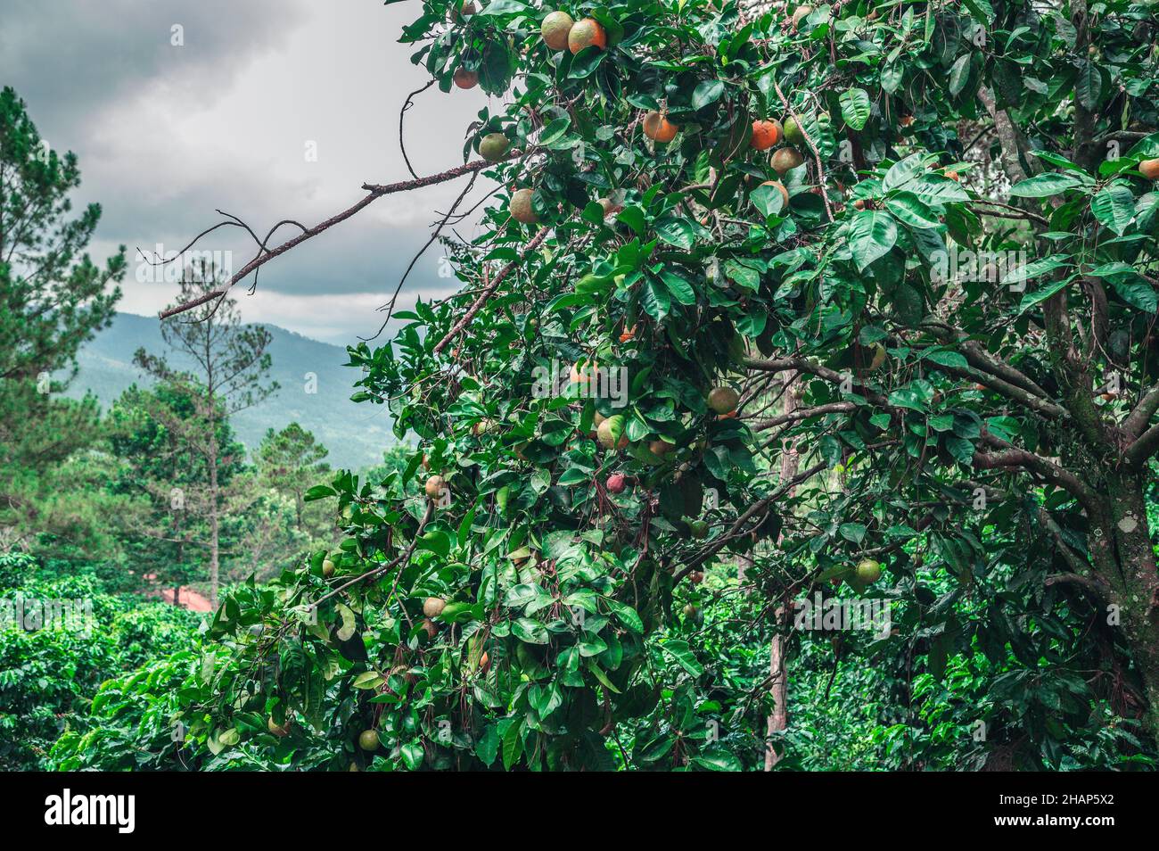 Tangerine tree in mountains close bush of coffee. Tangerine plant is ...