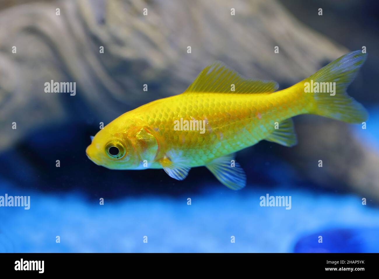 Goldfisch / Goldfish / Carassius auratus Stock Photo - Alamy