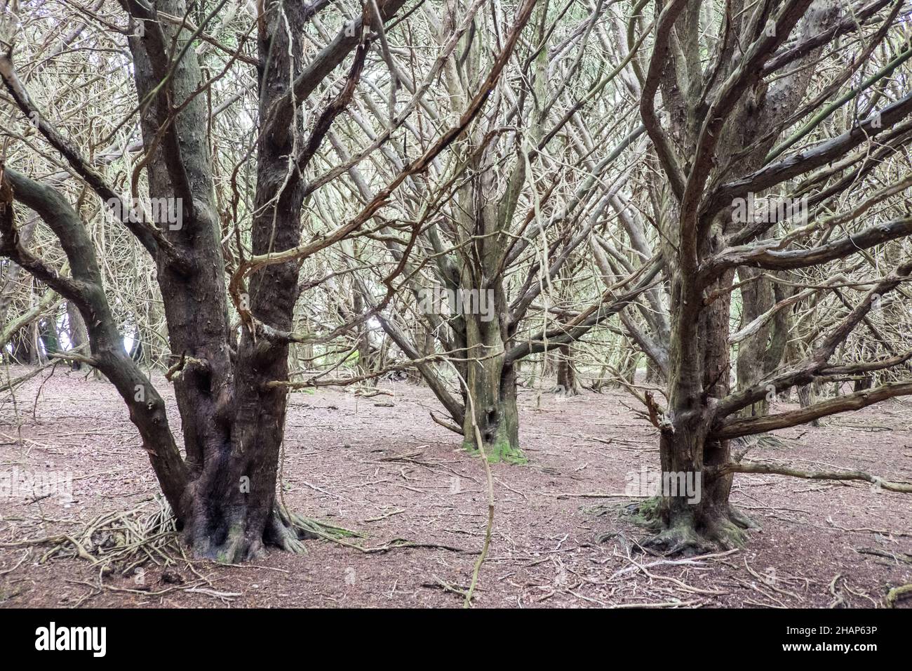 Kingley Vale, Kingley Vale National Nature Reserve, a grove of ancient ...