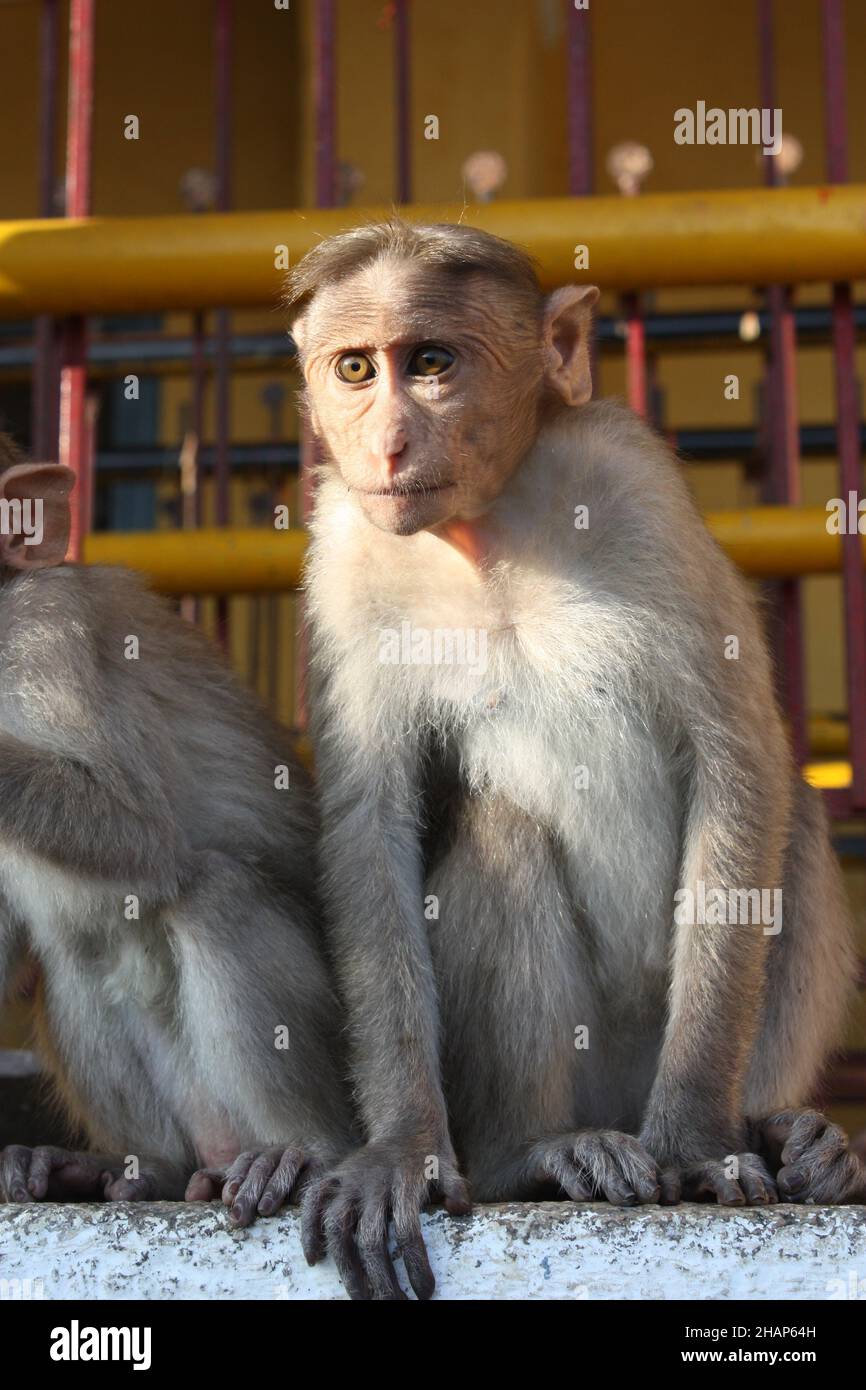 Old monkey Rhesus macaque (Macaca Mulatta) outside the Shri ...