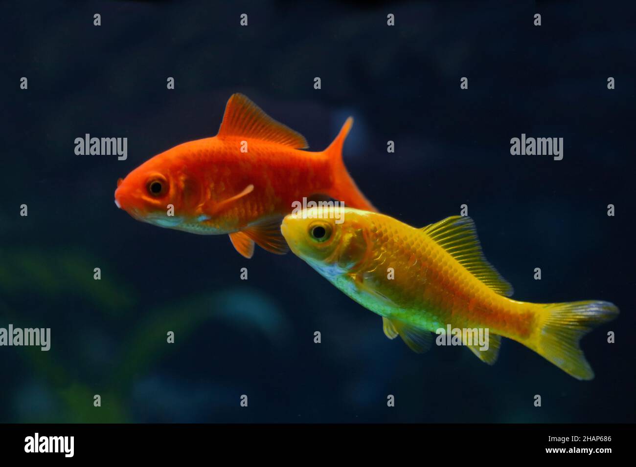 Goldfisch / Goldfish / Carassius auratus Stock Photo - Alamy