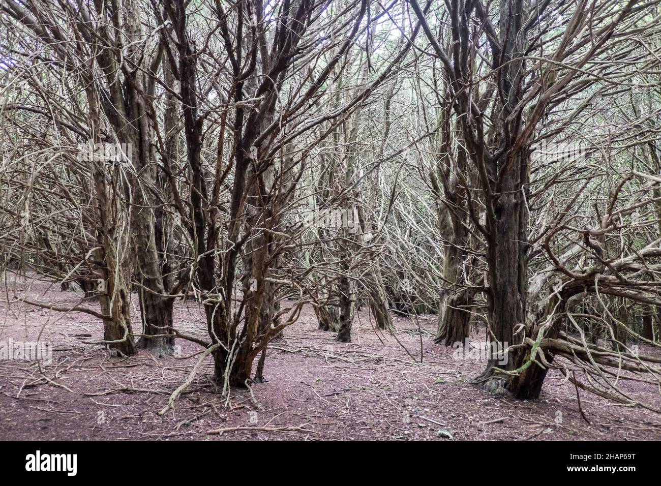 Kingley Vale, Kingley Vale National Nature Reserve, a grove of ancient ...
