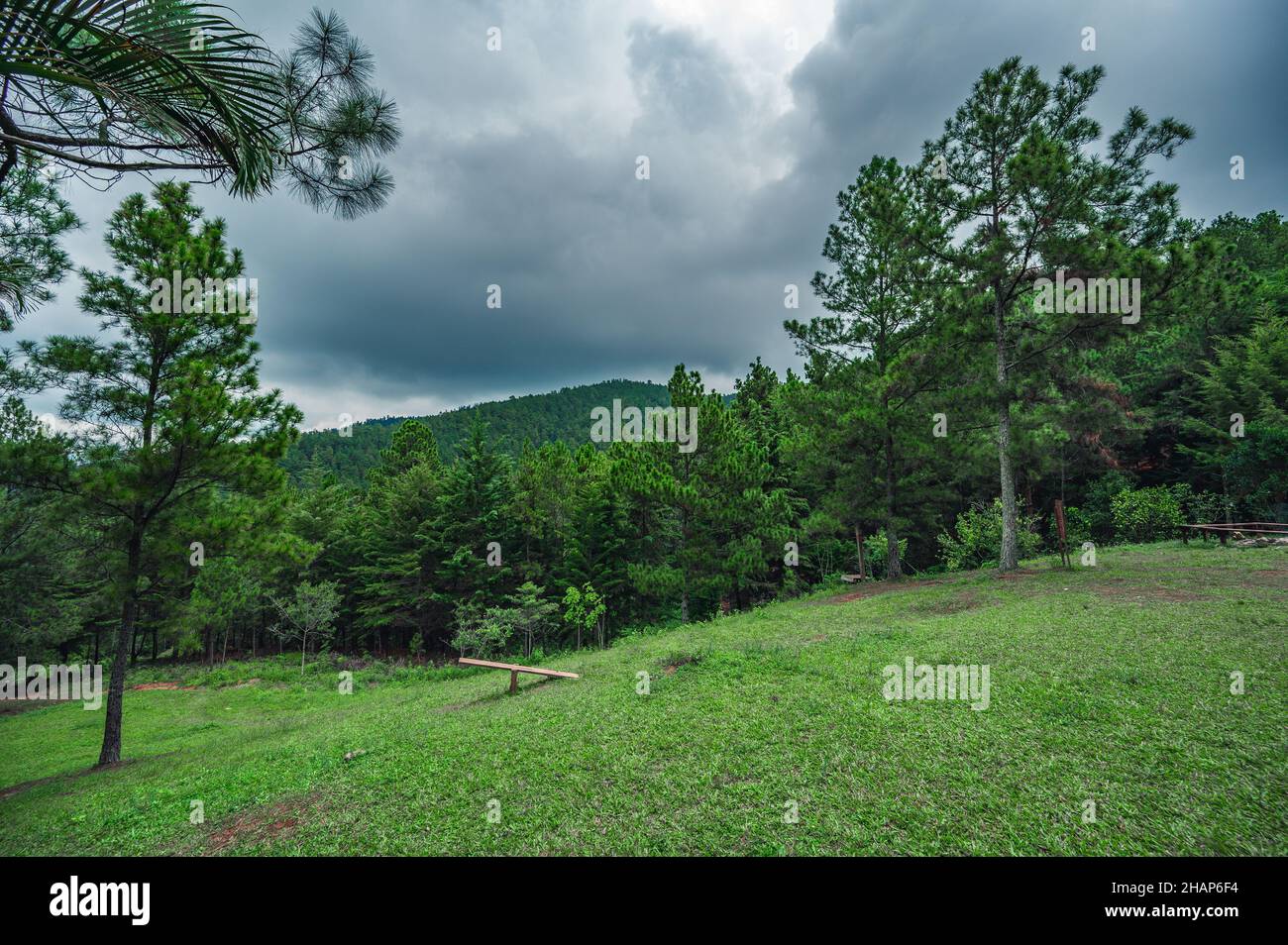 Rainforest in boscage with rain clouds perspective. Cedar tree ...