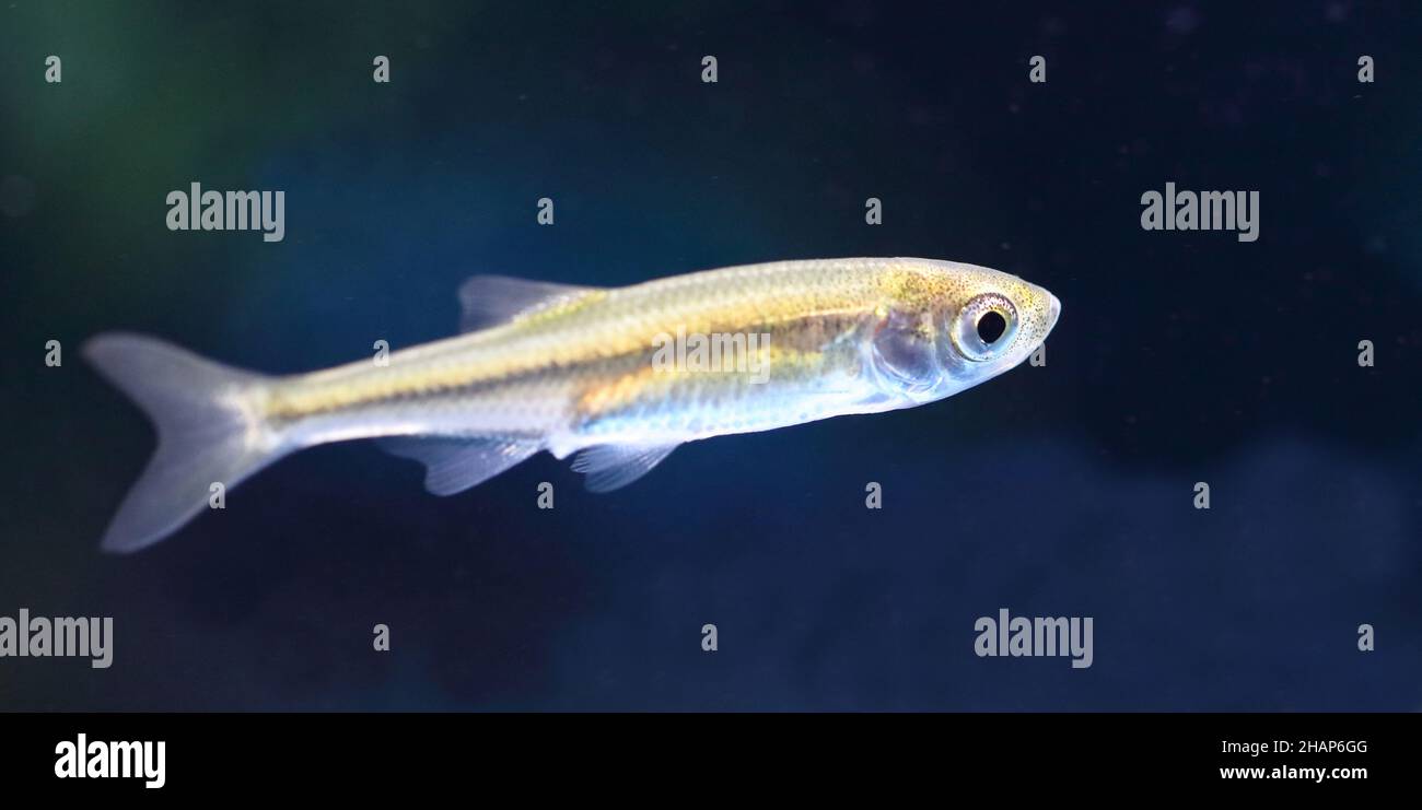 Moderlieschen / Sunbleak / Leucaspius delineatus Stock Photo - Alamy