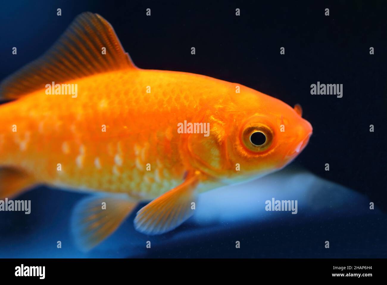 Goldfisch / Goldfish / Carassius auratus Stock Photo - Alamy