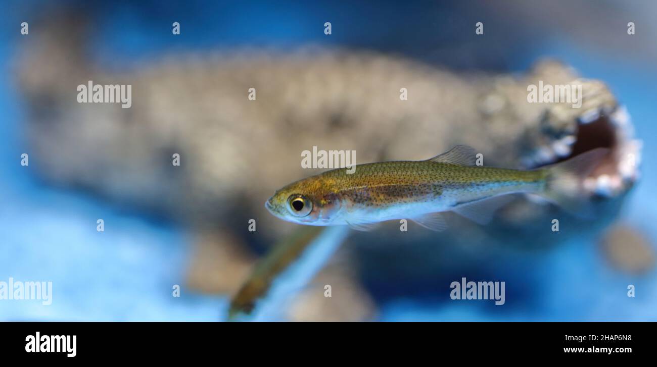 Moderlieschen / Sunbleak / Leucaspius delineatus Stock Photo - Alamy