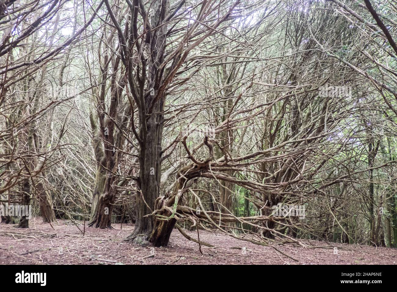 Kingley Vale, Kingley Vale National Nature Reserve, a grove of ancient ...
