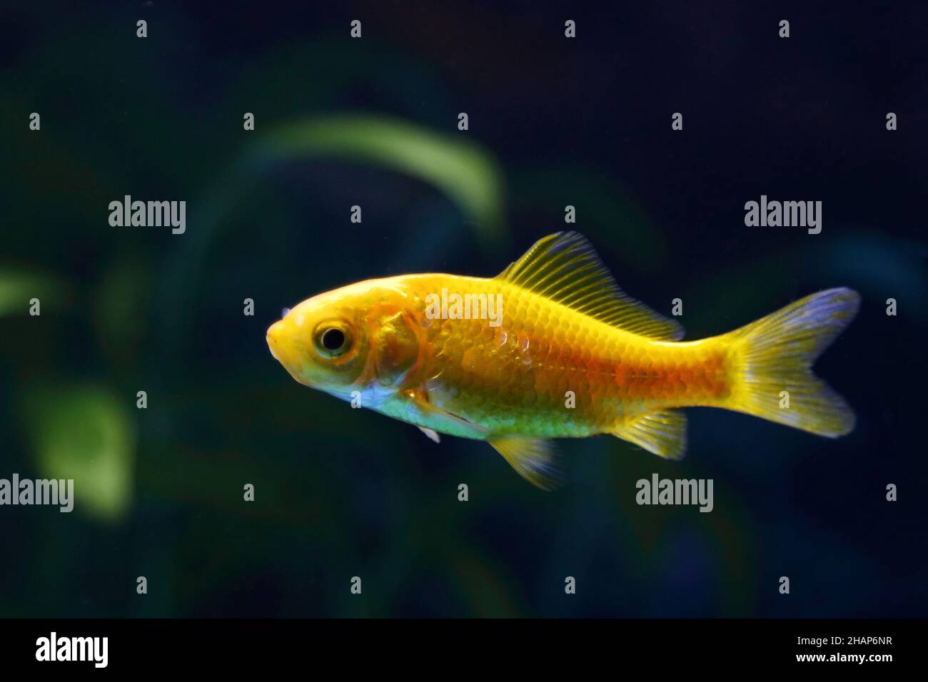 Goldfisch / Goldfish / Carassius auratus Stock Photo - Alamy