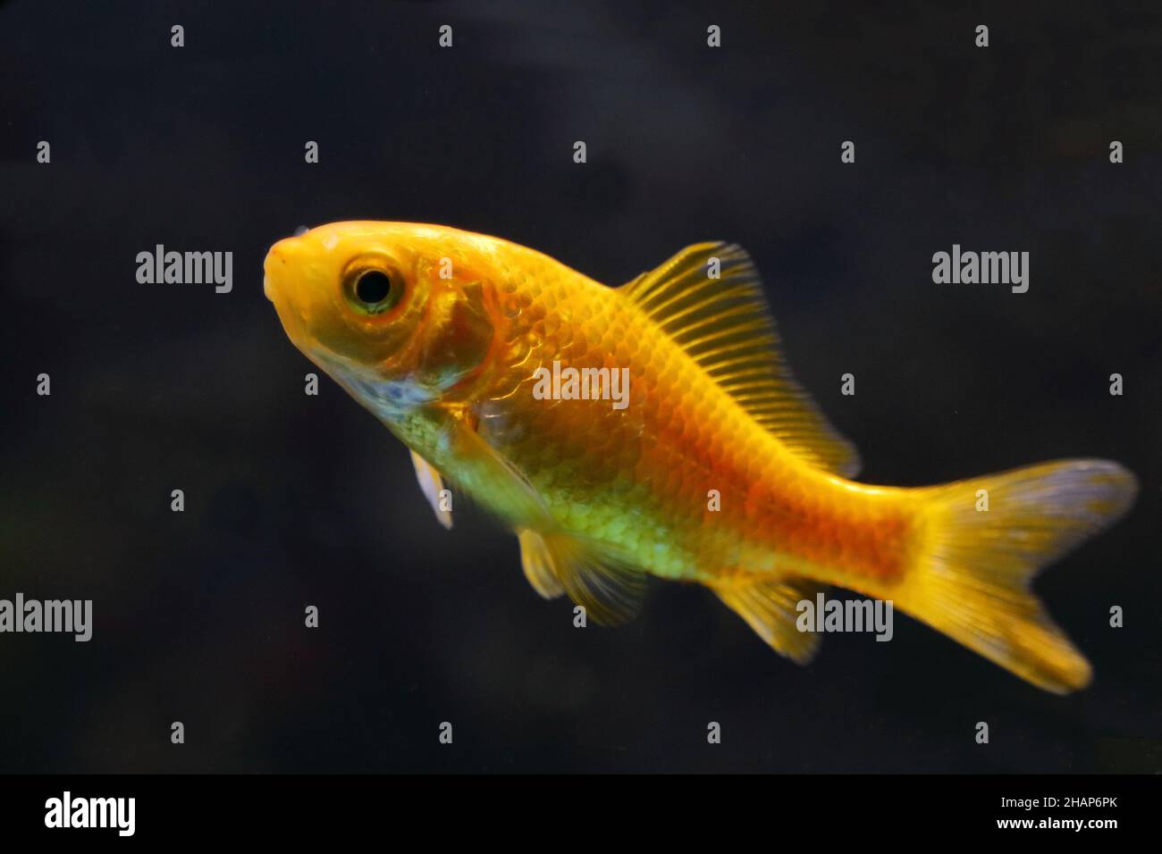 Goldfisch / Goldfish / Carassius auratus Stock Photo - Alamy