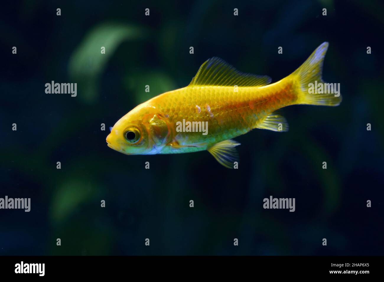 Goldfisch / Goldfish / Carassius auratus Stock Photo - Alamy