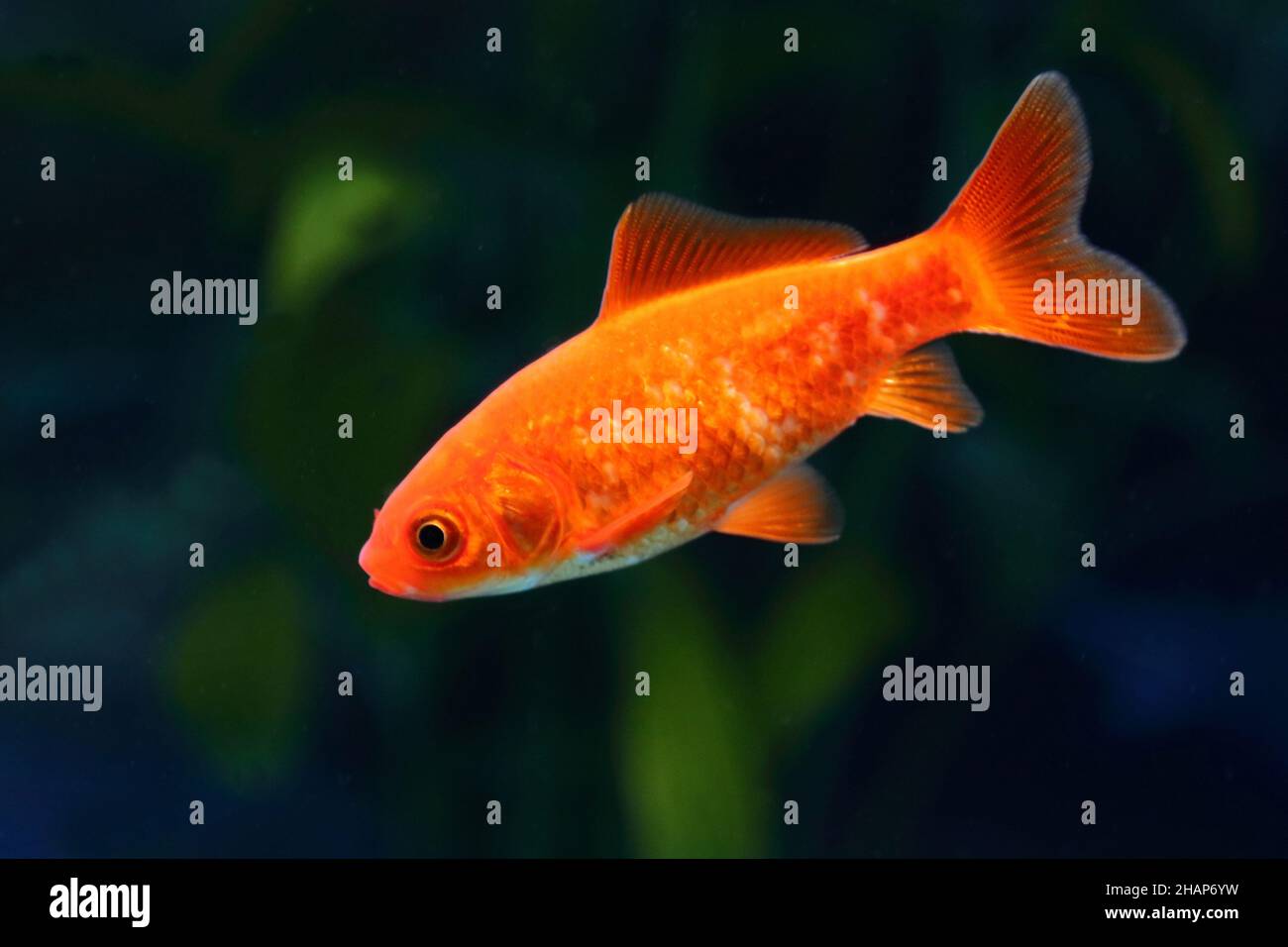 Goldfisch / Goldfish / Carassius auratus Stock Photo - Alamy