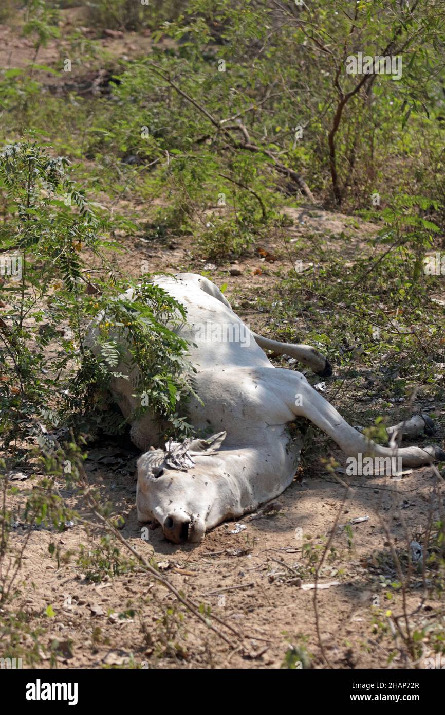 Dead cow along the roa Stock Photo - Alamy