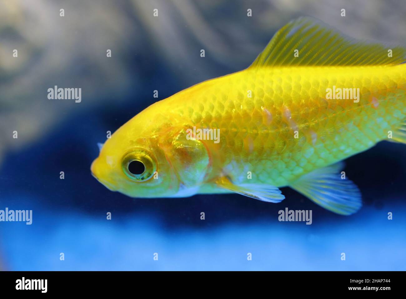 Goldfisch / Goldfish / Carassius auratus Stock Photo - Alamy