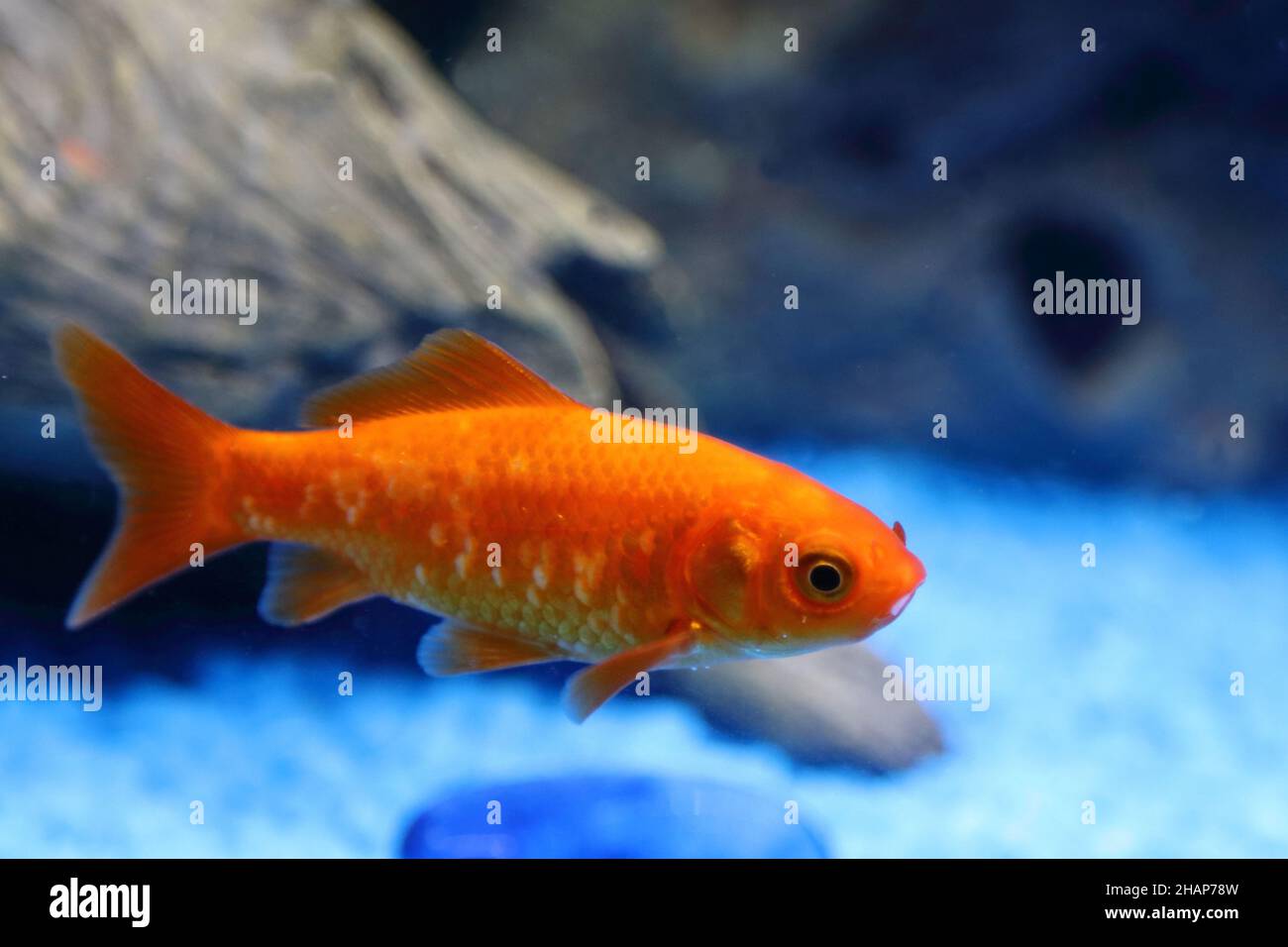 Goldfisch / Goldfish / Carassius auratus Stock Photo - Alamy