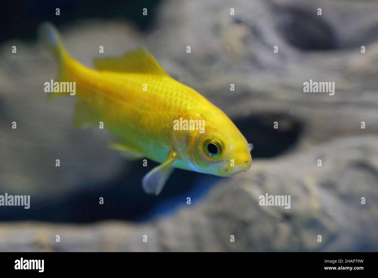 Carassius auratus fische hi-res stock photography and images - Alamy