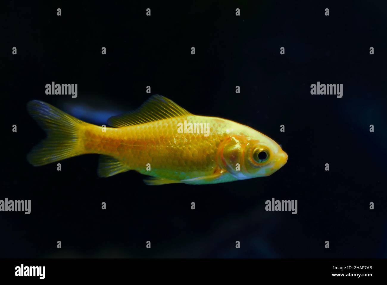 Goldfisch / Goldfish / Carassius auratus Stock Photo - Alamy