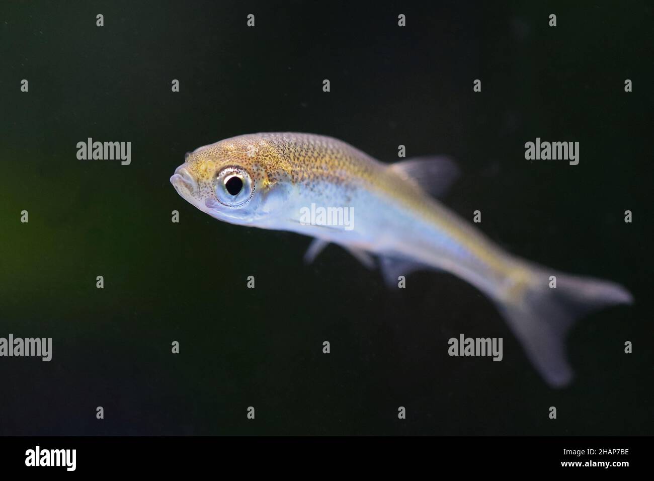 Moderlieschen / Sunbleak / Leucaspius delineatus Stock Photo - Alamy