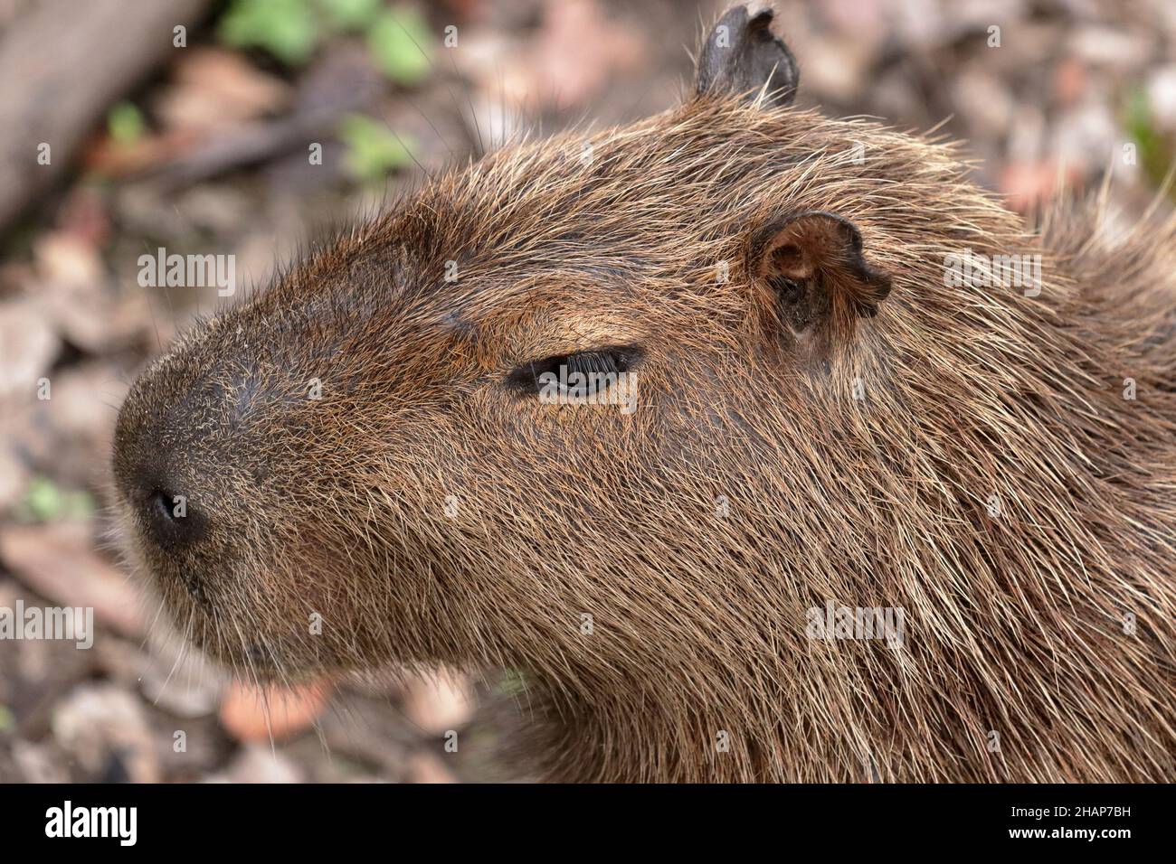 Capybara in the Brazilian Pantan Stock Photo - Alamy