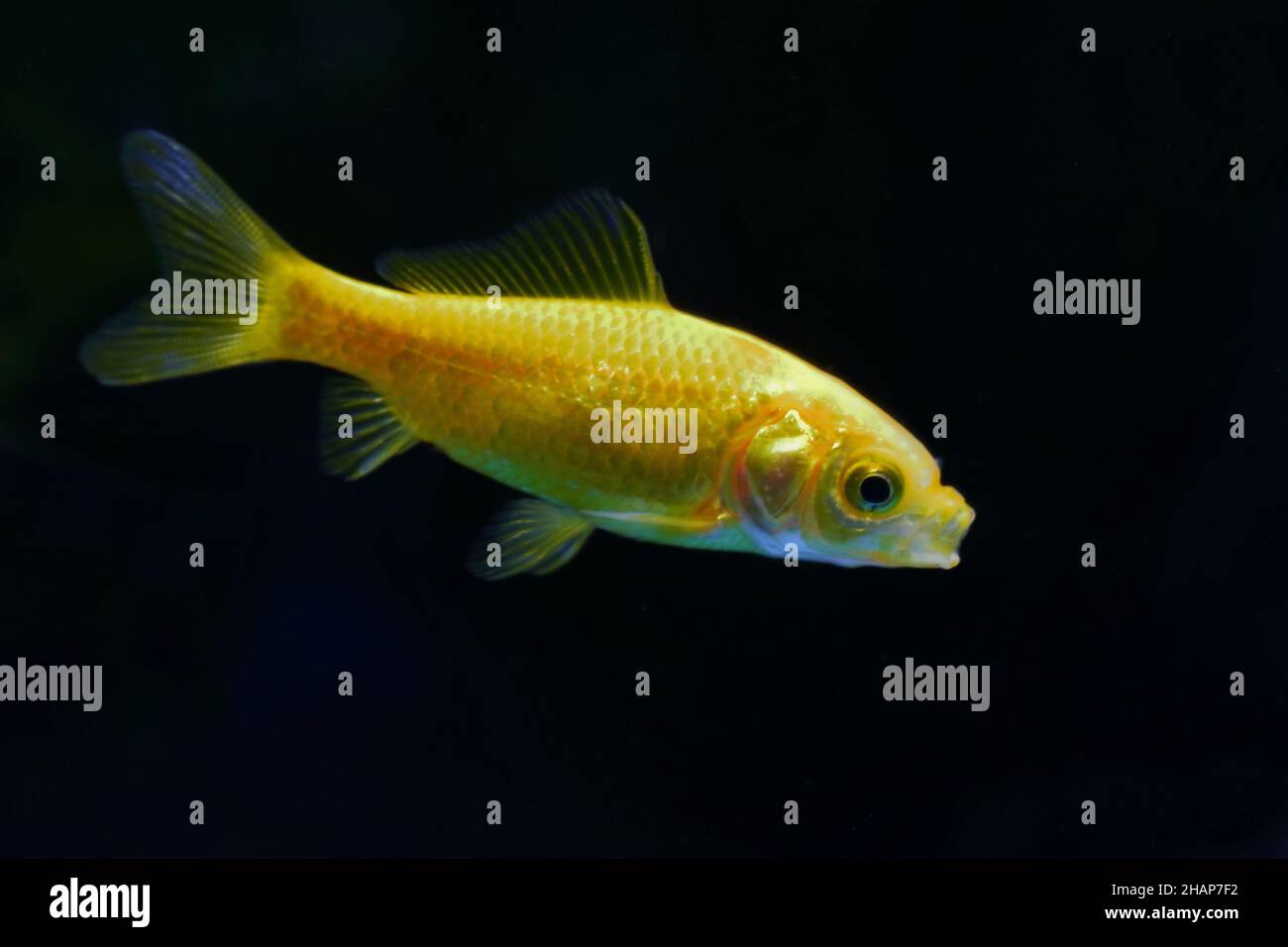 Goldfishs hi-res stock photography and images - Alamy