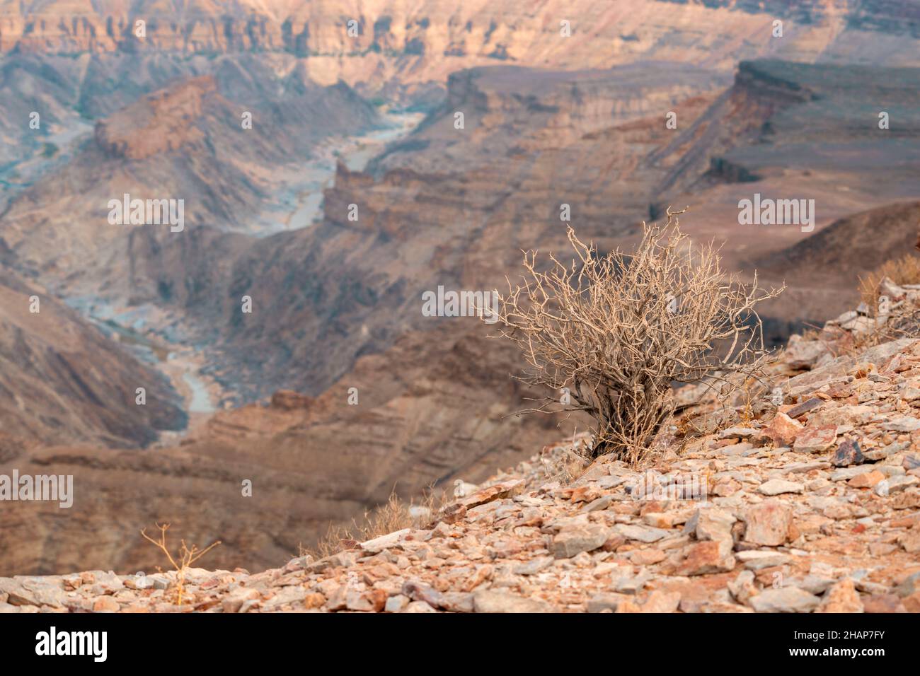dry bush on rocky edge of Fish River canyon in Namibia by dry season ...