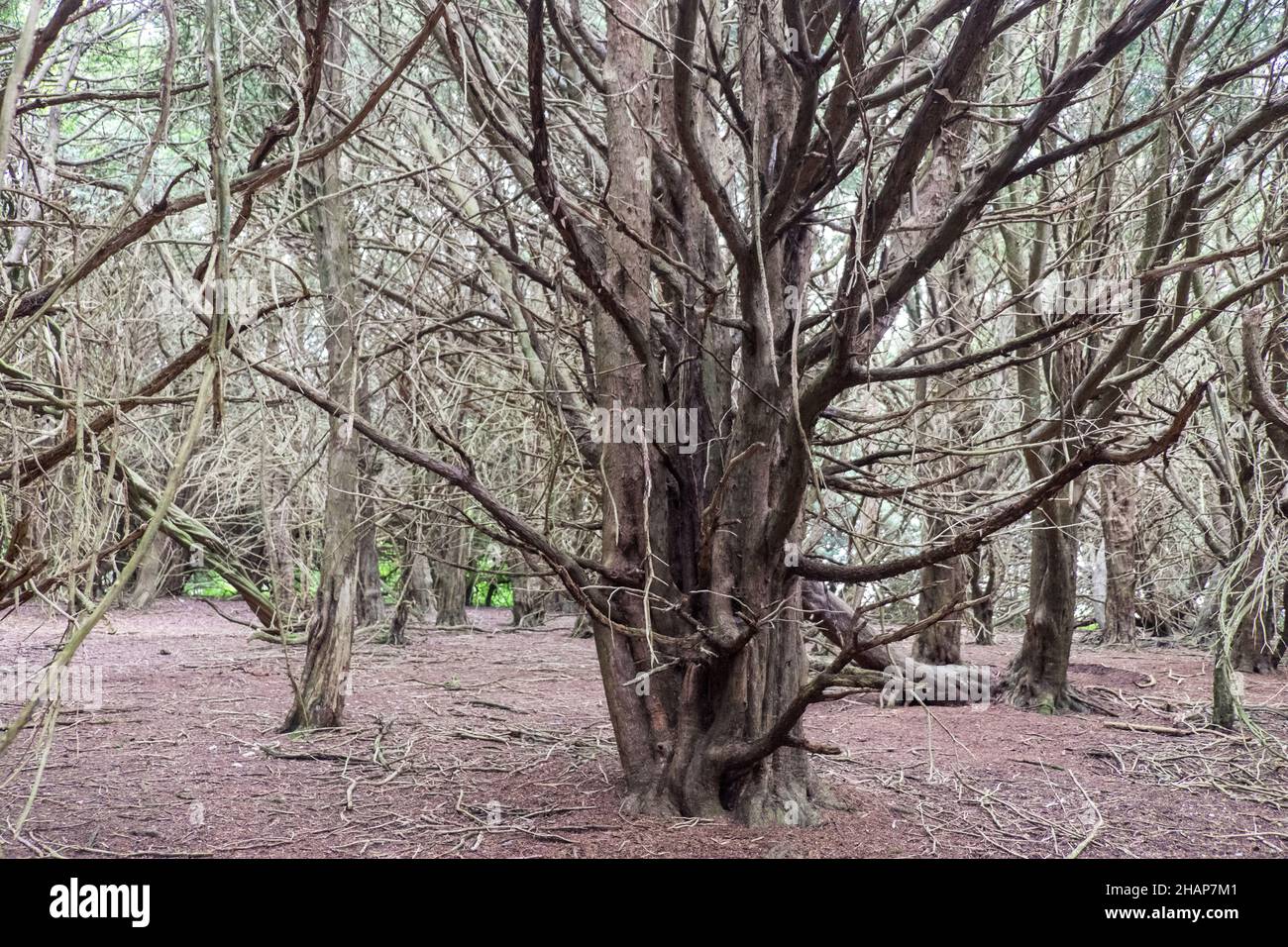Kingley Vale, Kingley Vale National Nature Reserve, a grove of ancient ...
