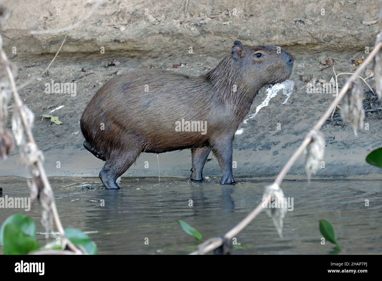 Capybara in the Brazilian Pantan Stock Photo - Alamy