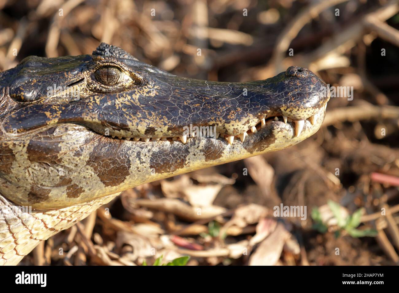American aligator hi-res stock photography and images - Alamy