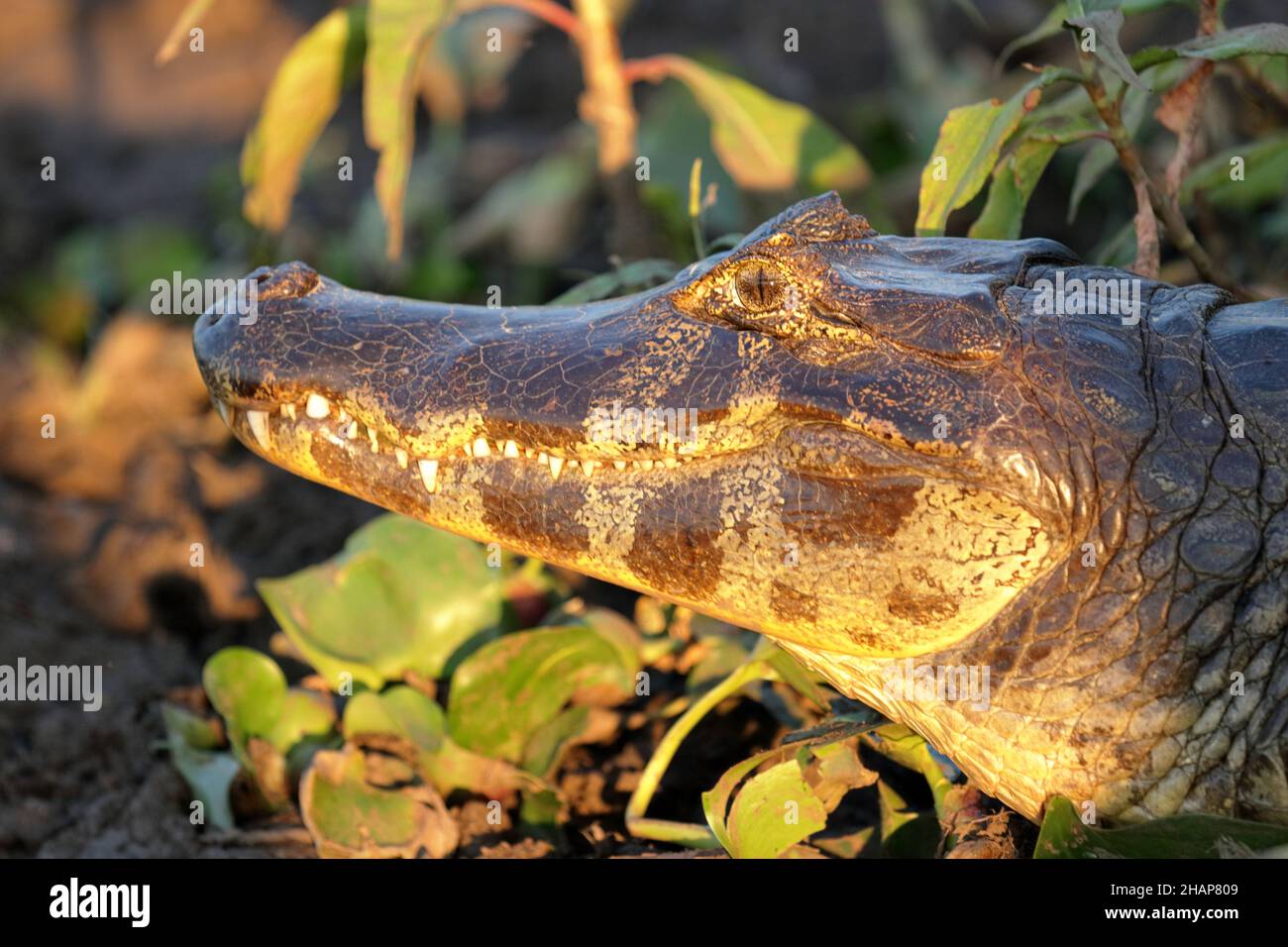 Aligator mississippiensis hi-res stock photography and images - Alamy