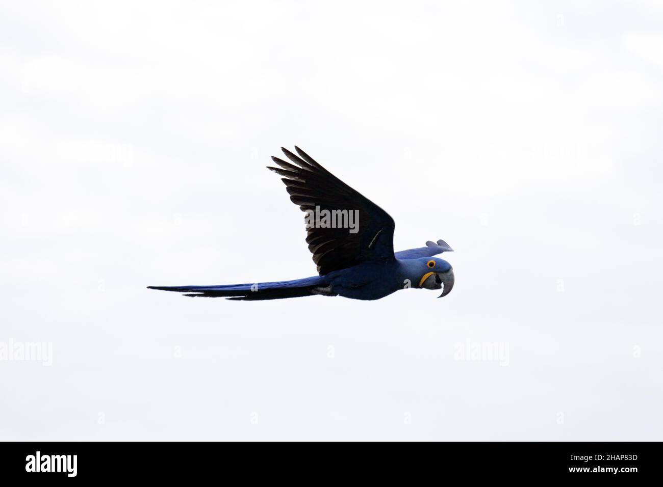 Flying hyacinth macaw Stock Photo - Alamy