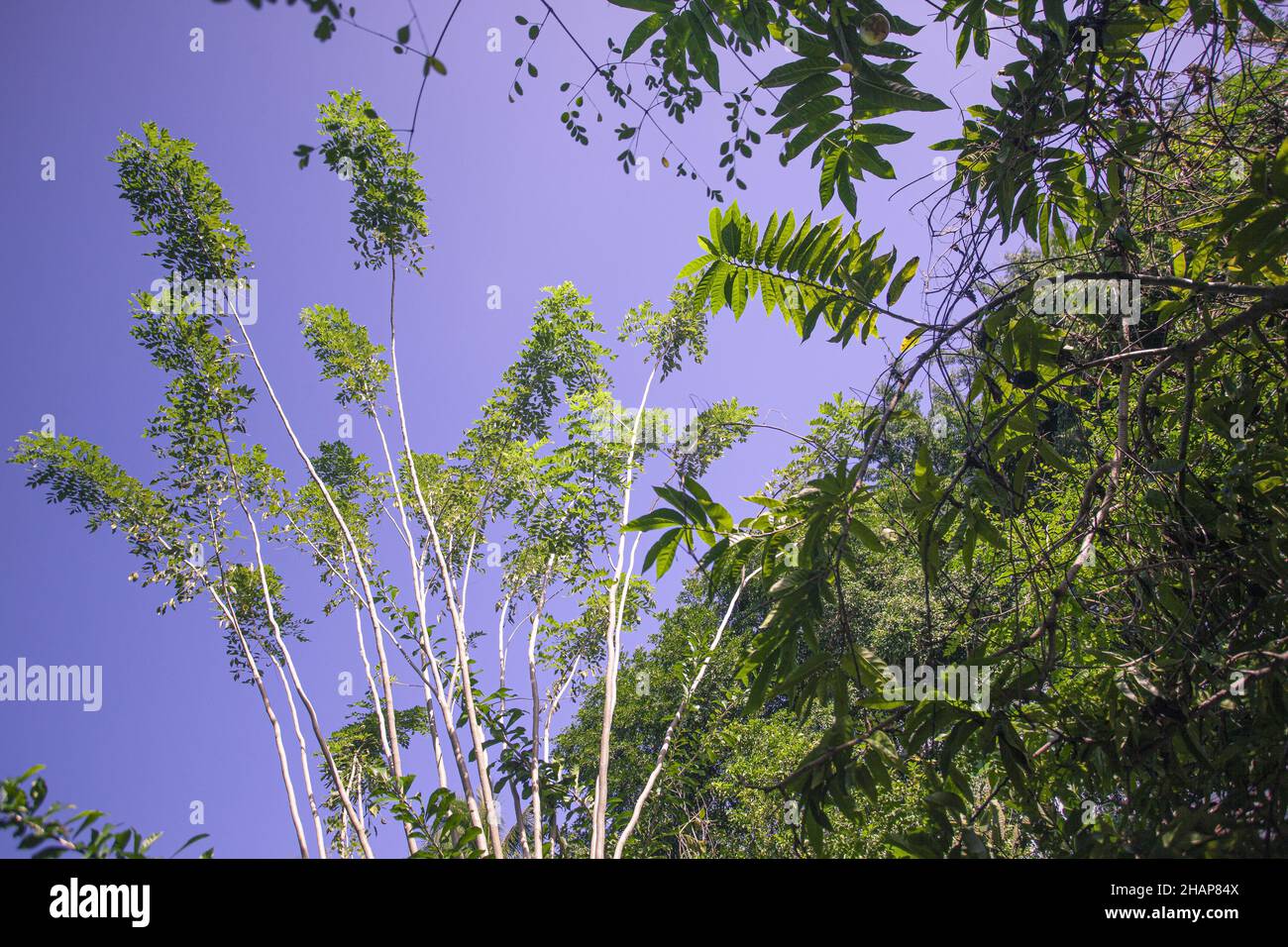 Tropical tree from Below 3 Stock Photo - Alamy