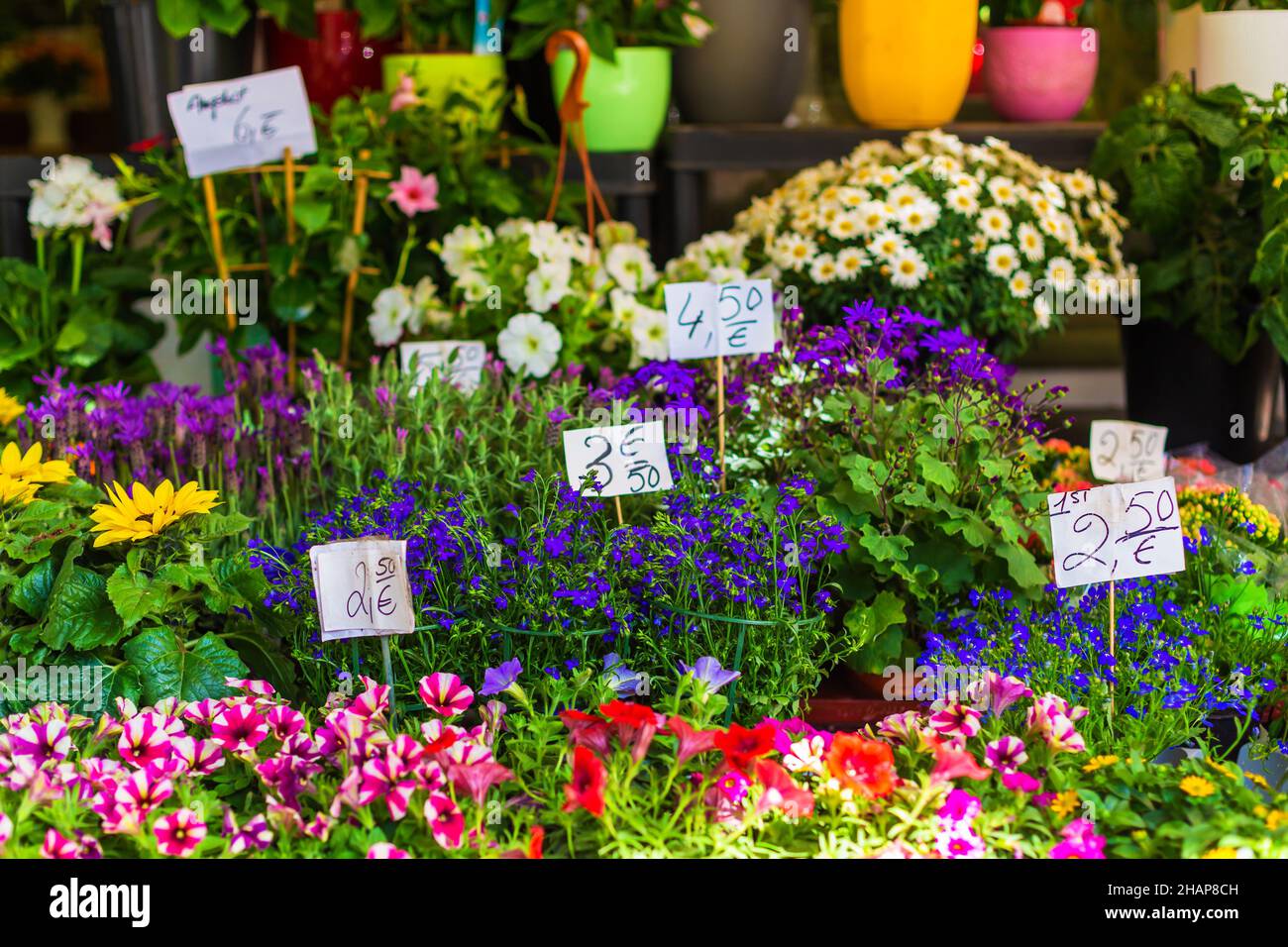 Showcase of a flower counter with price tags for flowers Stock Photo ...