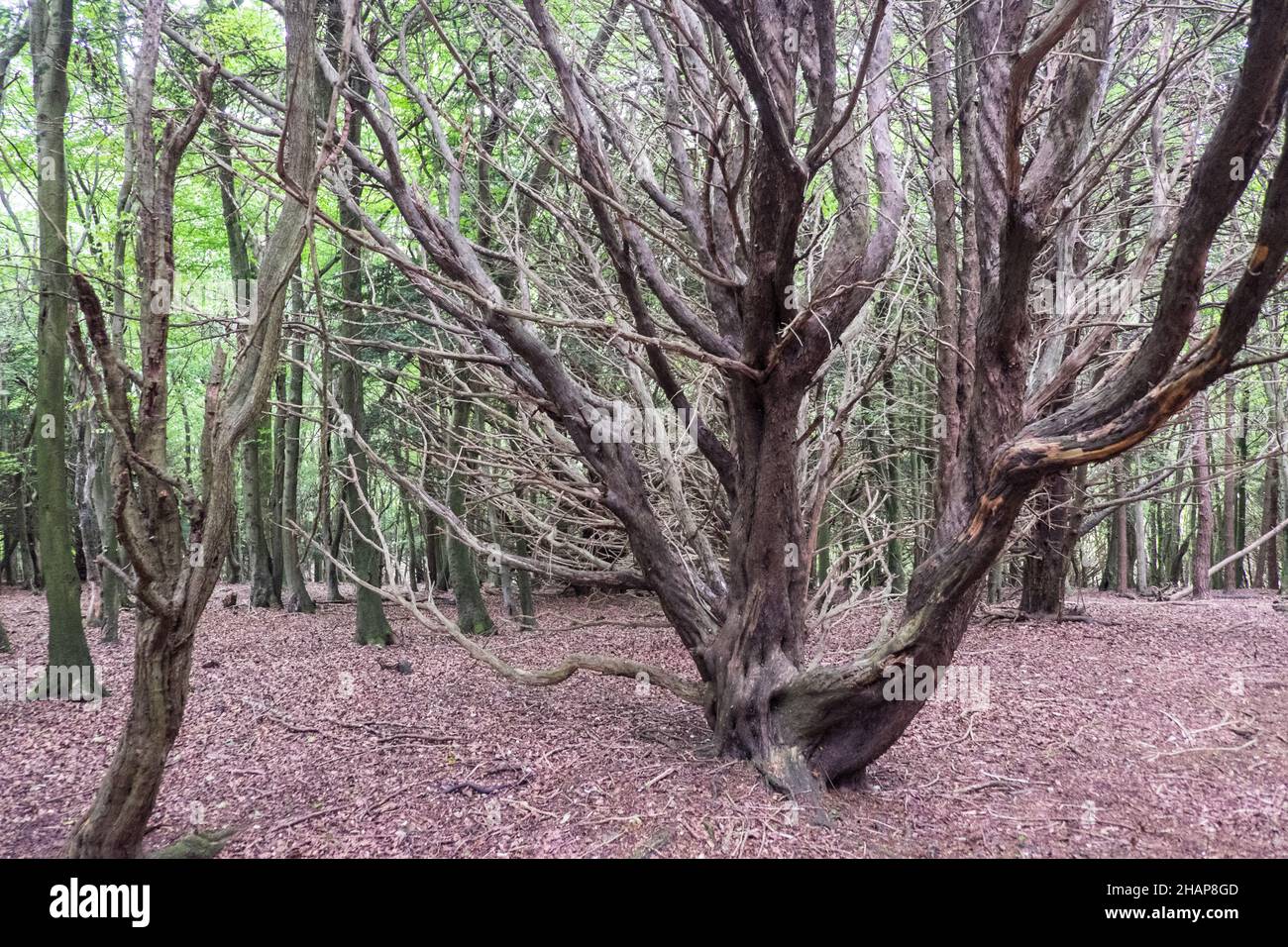 Kingley Vale, Kingley Vale National Nature Reserve, a grove of ancient ...