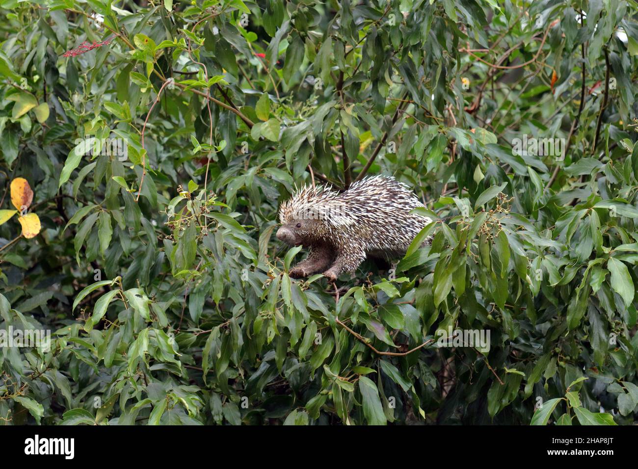 Brazilian porcupine feeding in a tree Stock Photo - Alamy