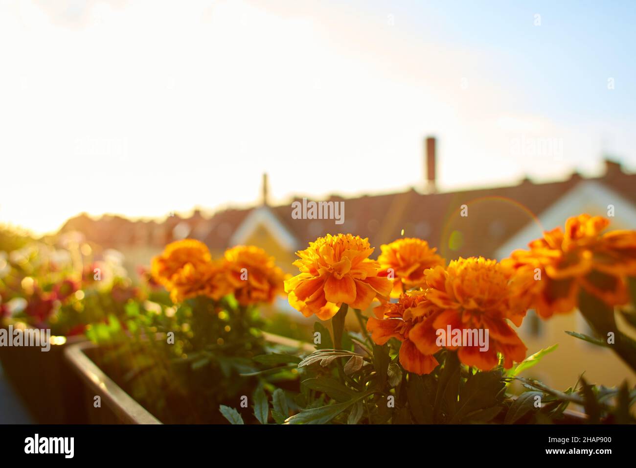 Front garden on the veranda. Flowers in pots with a city on the ...