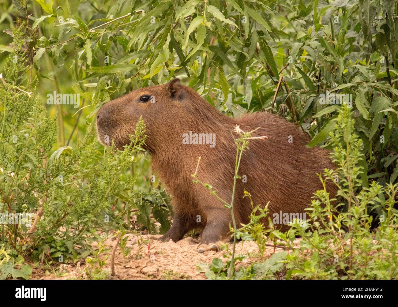 Capybara in the Brazilian Pantan Stock Photo - Alamy